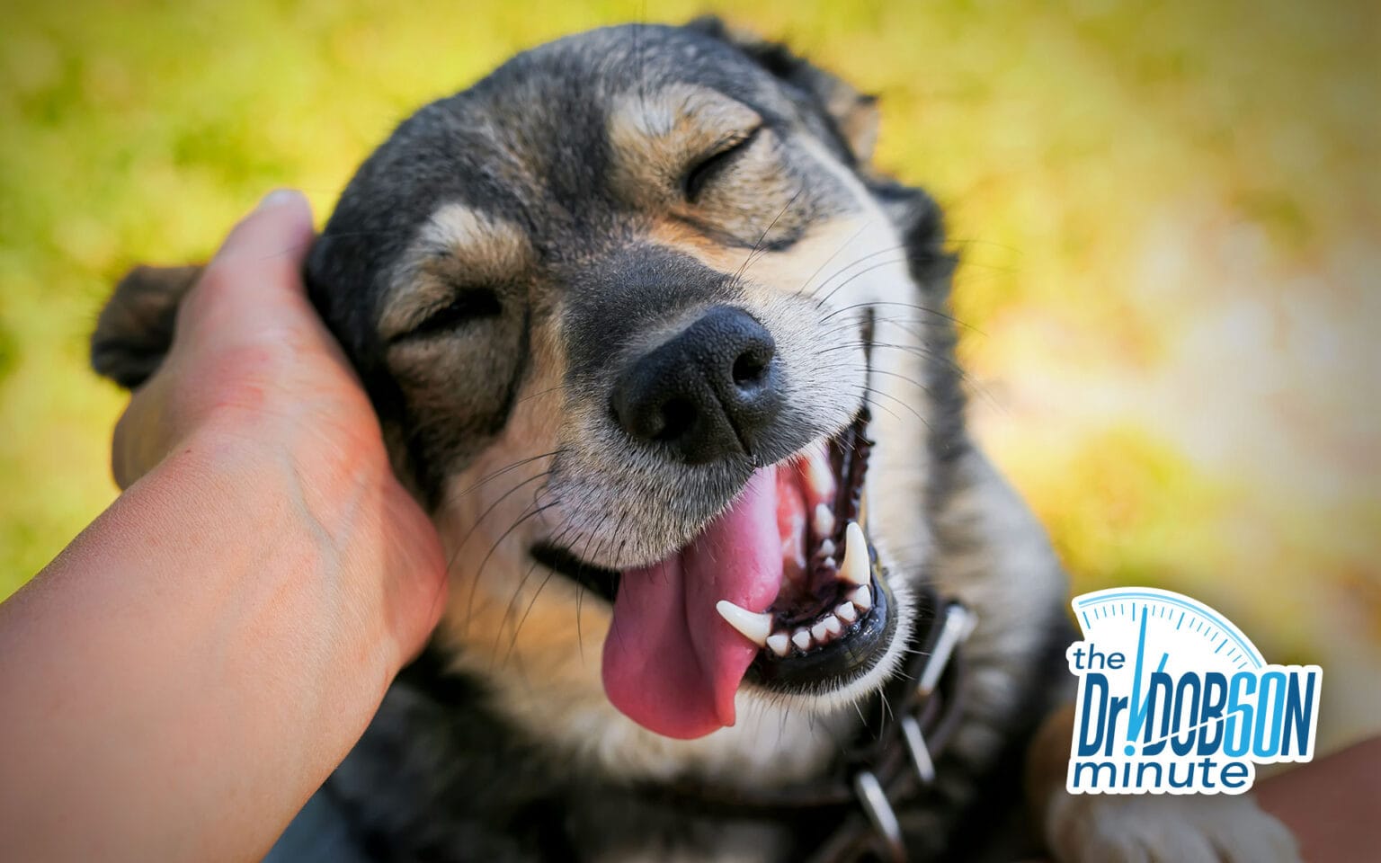 A Dog Poem - Dr. James Dobson Family Institute