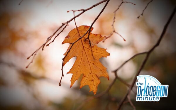 The Last Leaf On The Tree - Dr. James Dobson Family Institute